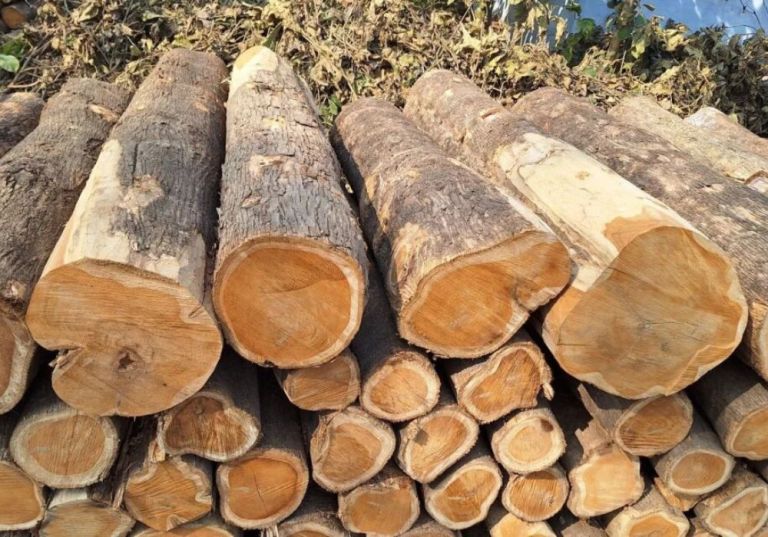 Harga Kayu Jati Terbaru 2026: Kelebihan & Harga per Kubik – YEN BANGUNAN